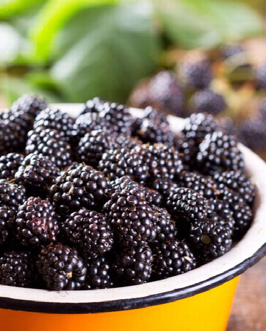 Boysenberries – Flower of the Gods