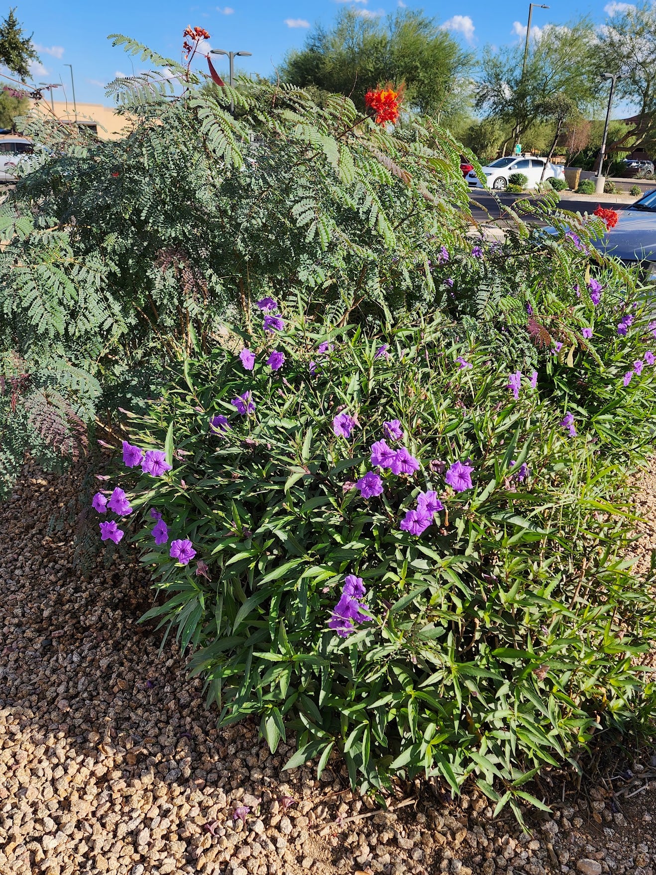 Shrubs - British Ruellia – Flower of the Gods