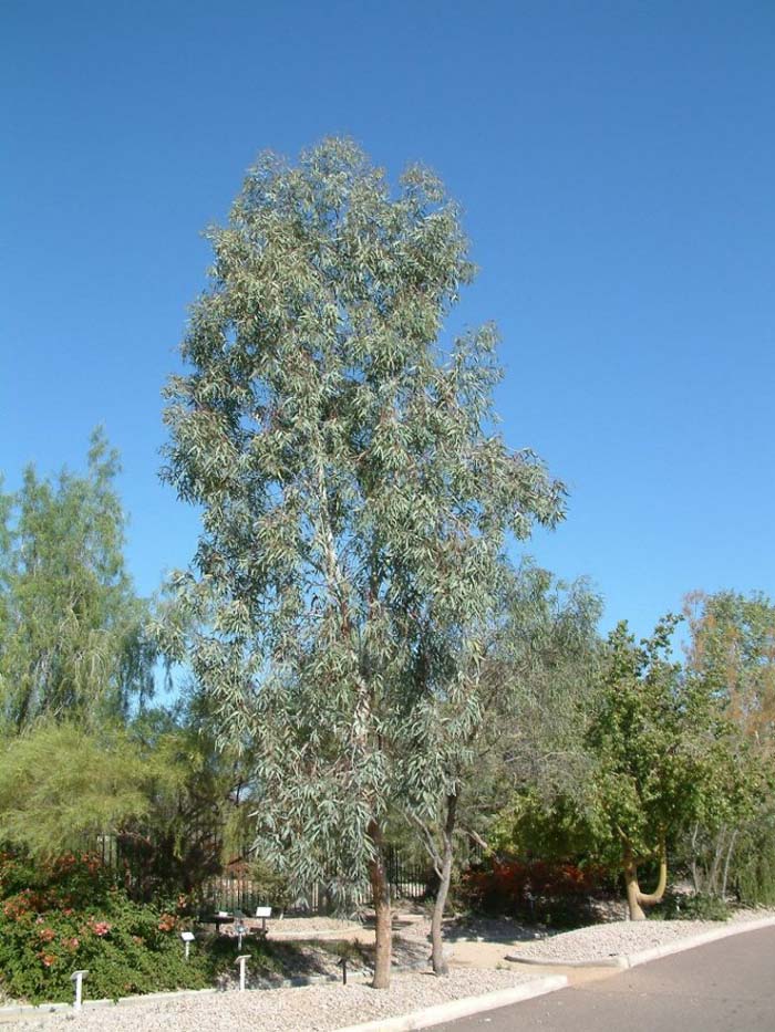 Shade - Eucalyptus - Coolibah – Flower of the Gods