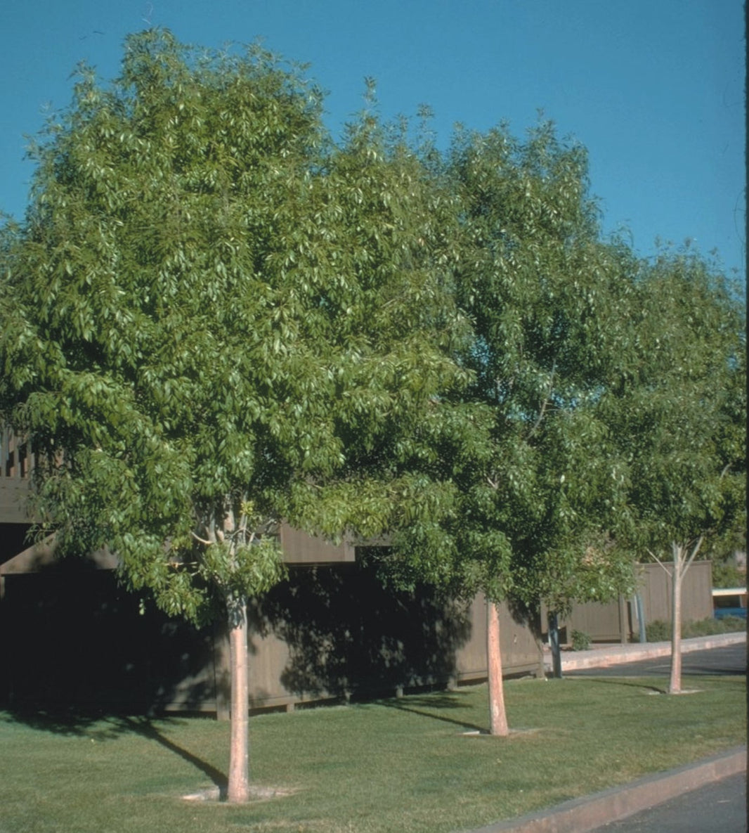 Shop All - Shade Trees – Flower of the Gods