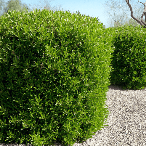Shrubs - Hopseed – Flower of the Gods