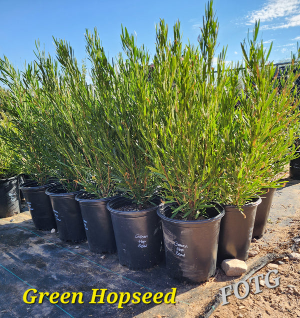 Shrubs - Hopseed – Flower of the Gods