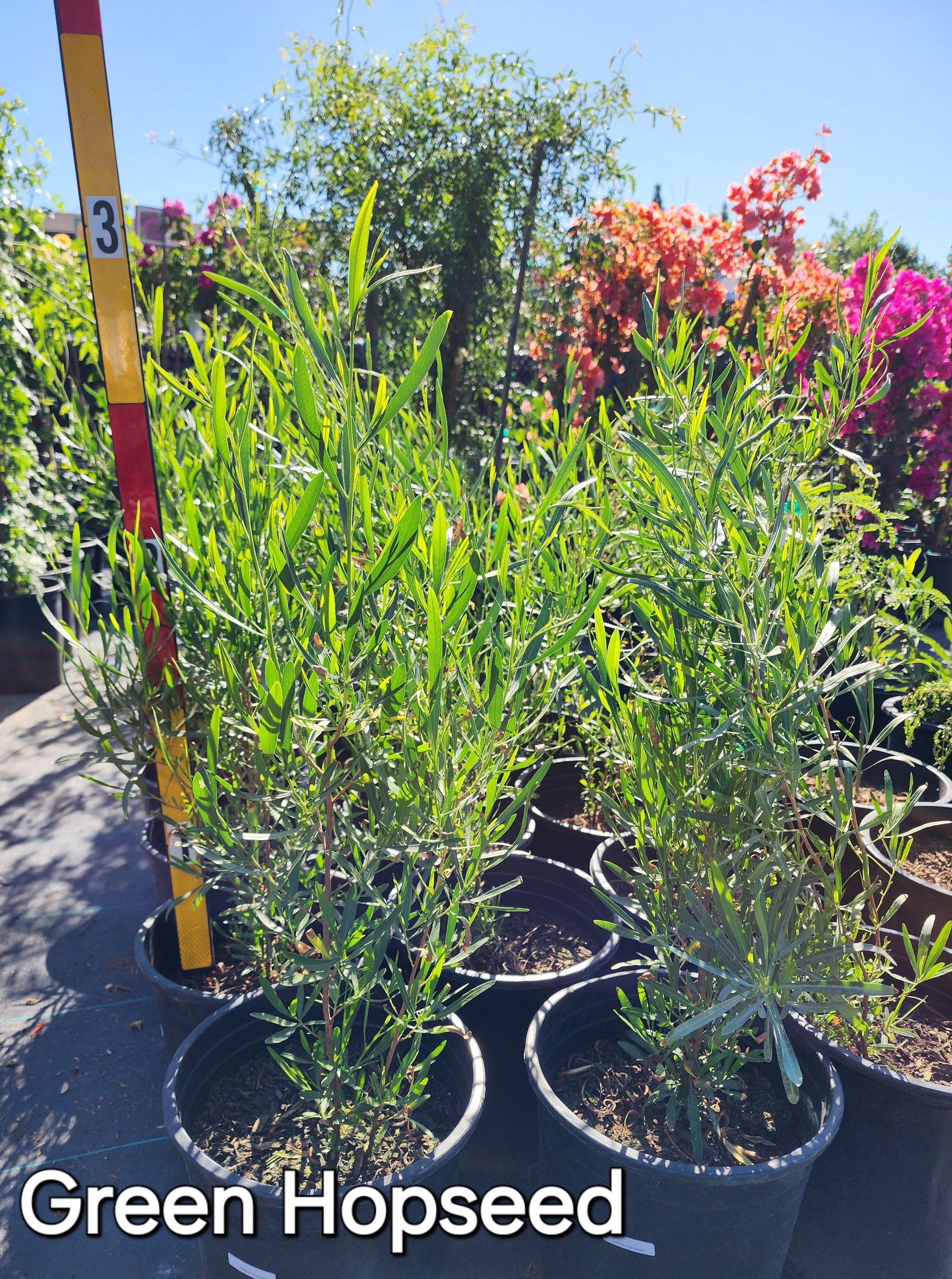 Shrubs - Hopseed – Flower of the Gods