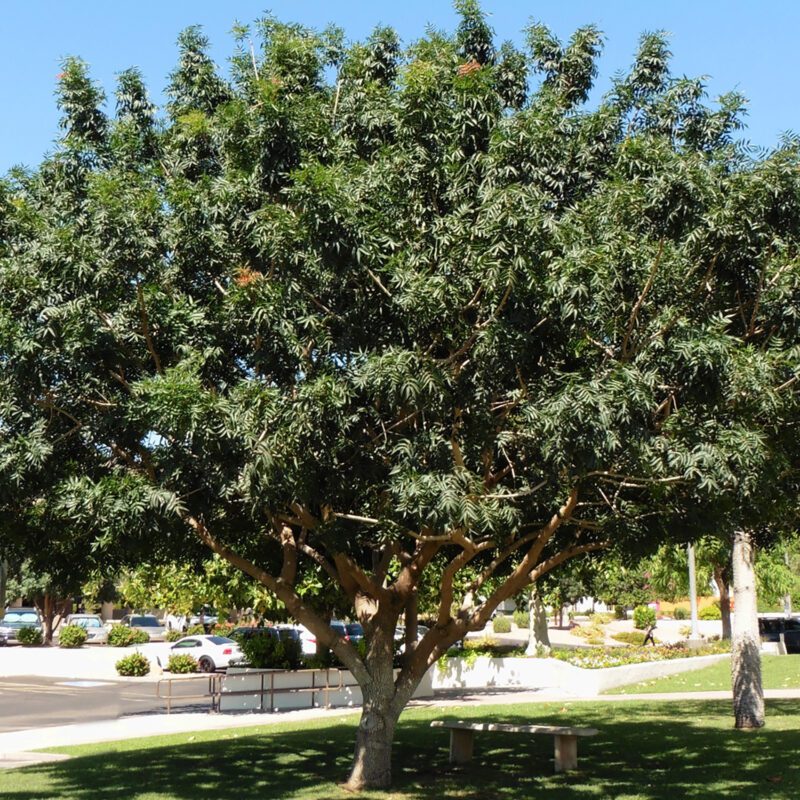 Shade - Pistache - Red Push – Flower of the Gods