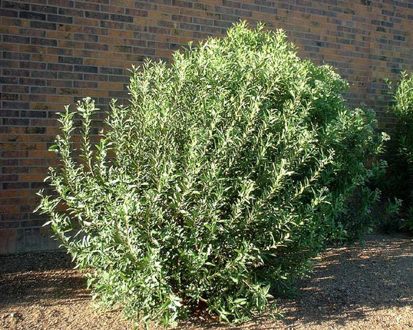 Shrubs - Arizona Rosewood – Flower of the Gods