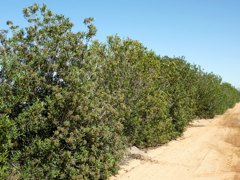 Shrubs - Arizona Rosewood – Flower of the Gods