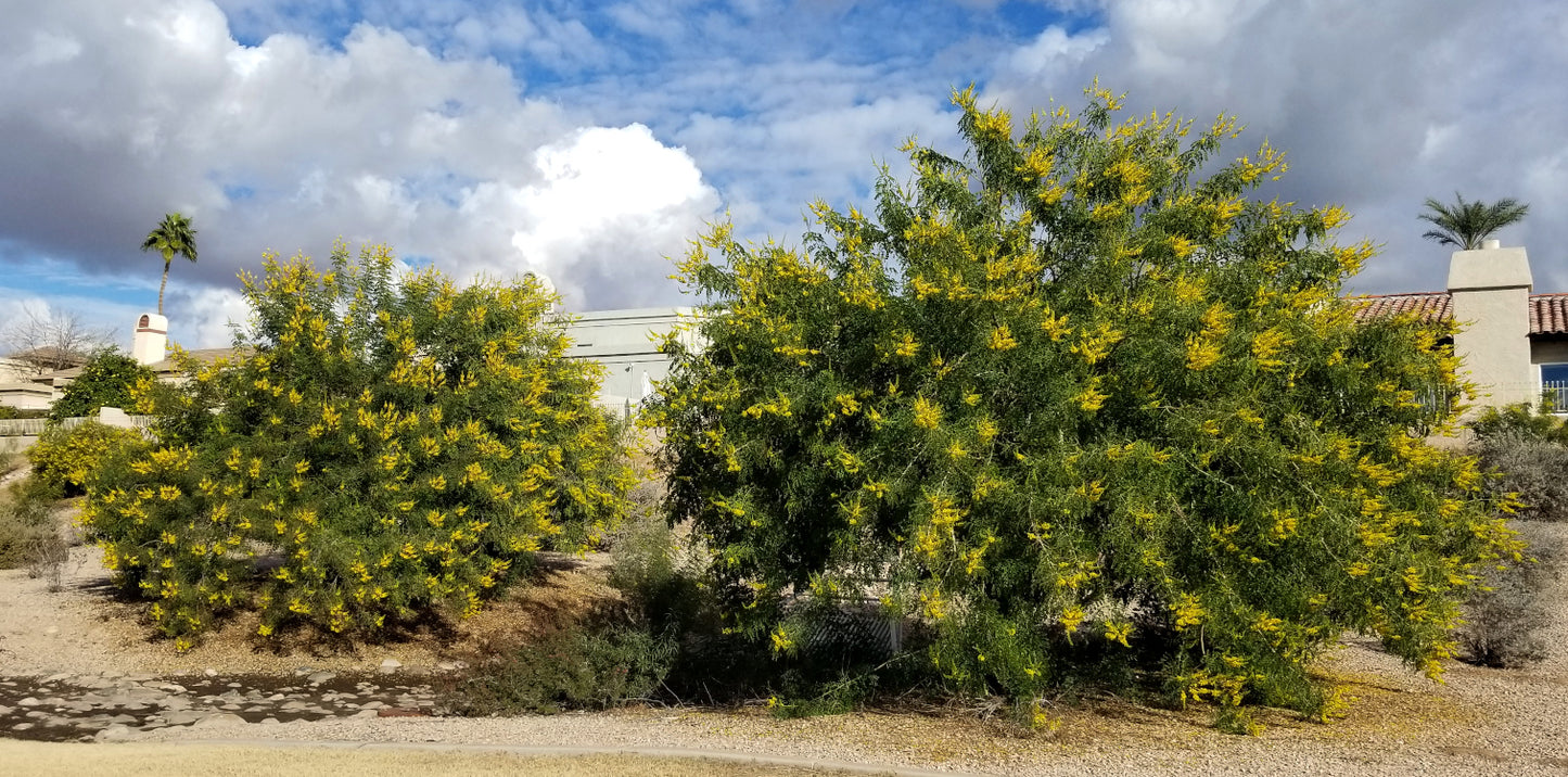 Shade - Cascalote – Flower of the Gods