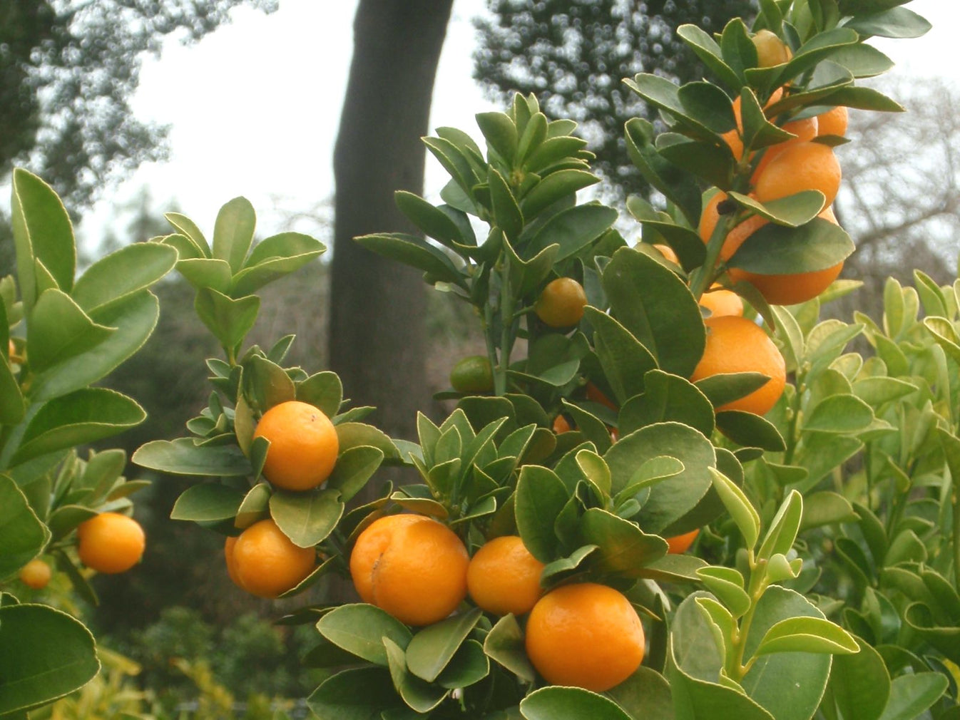 Citrus - Kumquat - Fukushu – Flower of the Gods